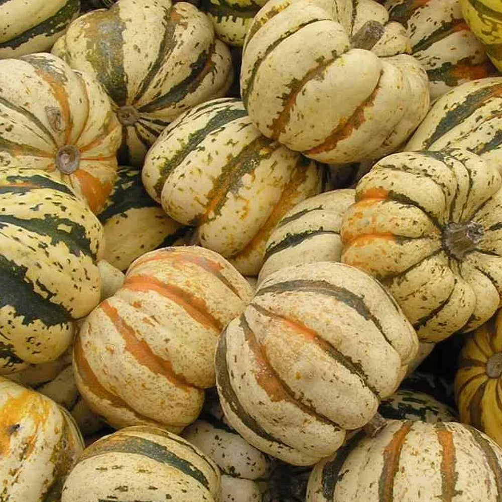 Delicata Winter Squash Delicata Squash (Cucurbita pepo var. Delicata ...