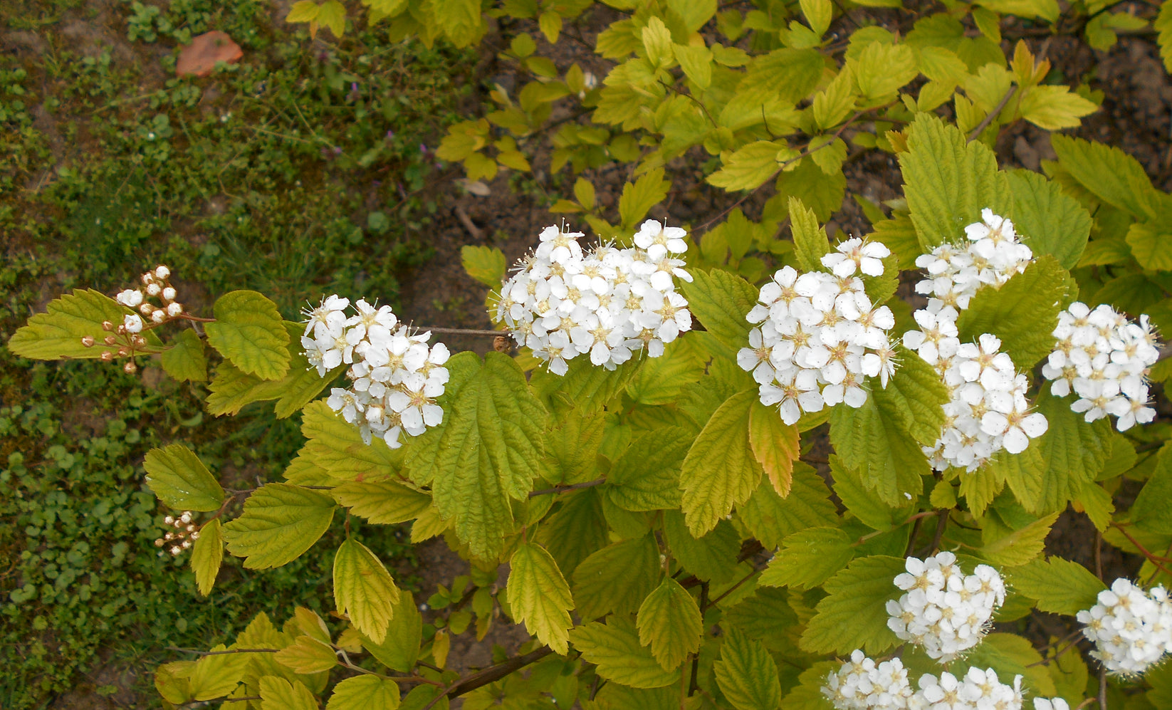 Chinese Spirea (Spiraea chinensis) – Sejahtera Seeds and Bulbs