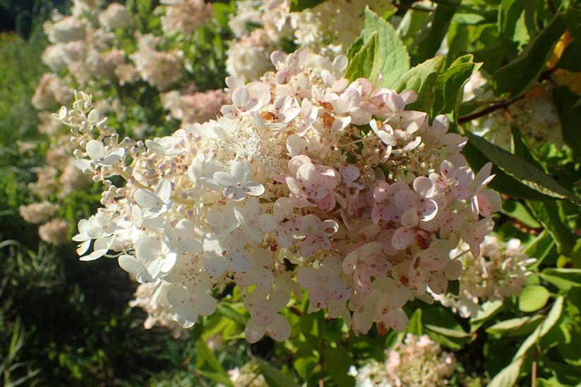 Pee Gee Hydrangea (Hydrangea paniculata 'Grandiflora') – Sejahtera ...