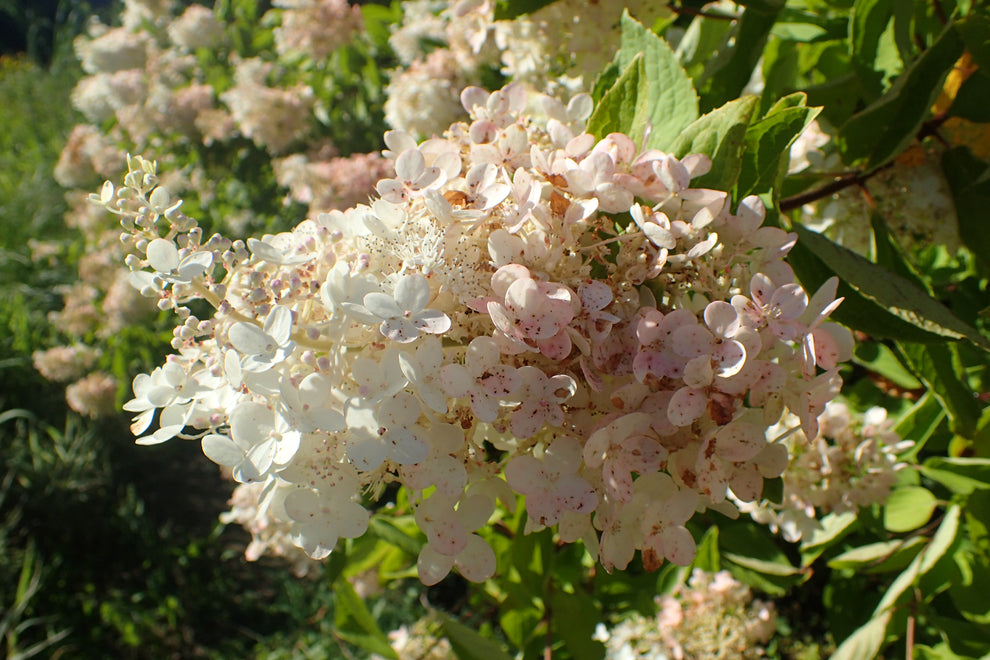 Pee Gee Hydrangea (Hydrangea paniculata 'Grandiflora') – Sejahtera ...