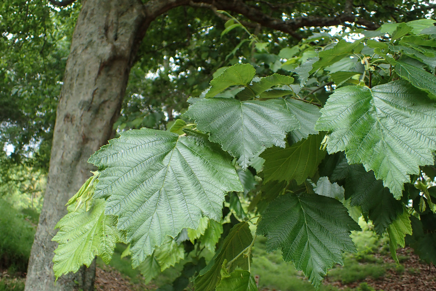 Manchurian Alder (Alnus hirsuta) – Sejahtera Seeds and Bulbs