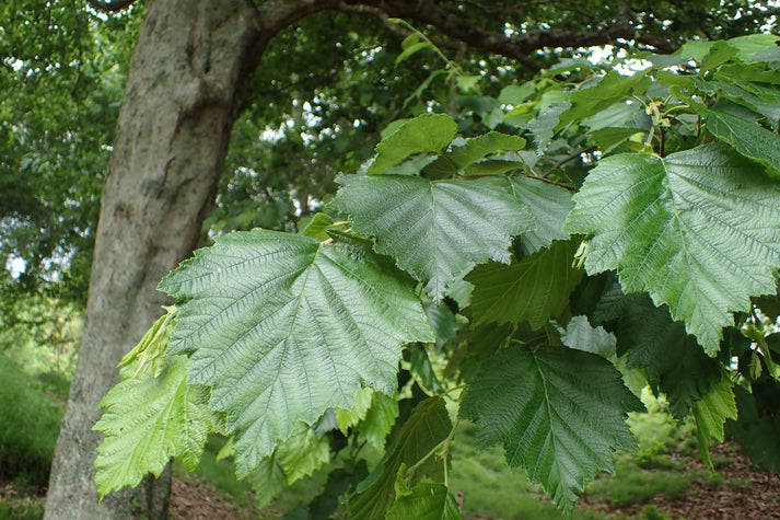 Manchurian Alder (Alnus hirsuta) – Sejahtera Seeds and Bulbs