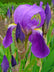Bearded German Iris (Iris germanica) – Sejahtera Seeds and Bulbs