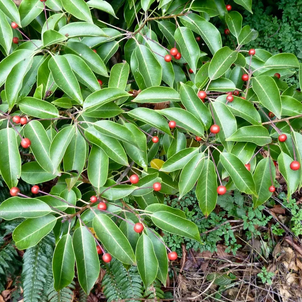 Longstalk Holly Ilex Pedunculosa