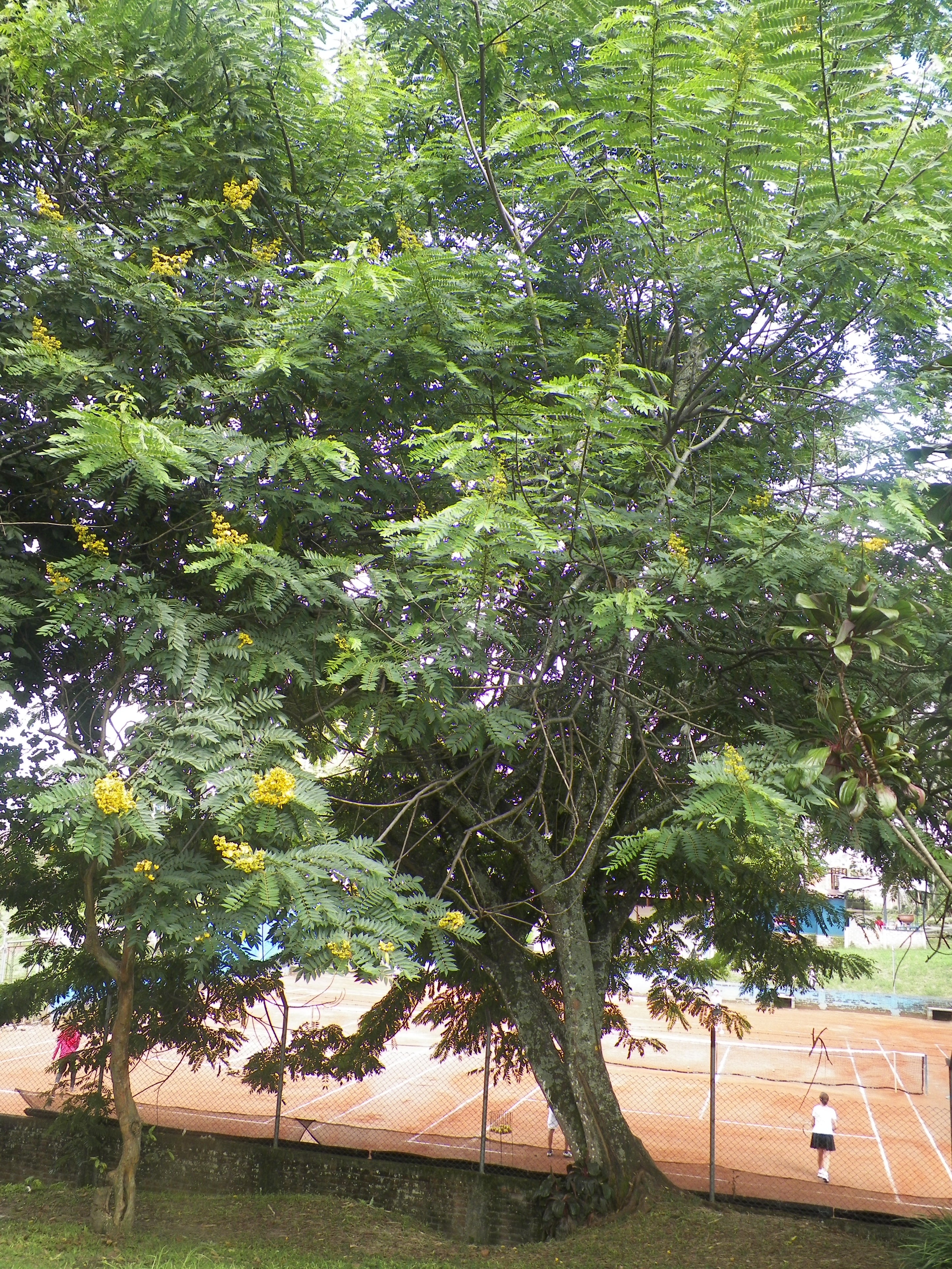 Kassod Tree Siamese Cassia (Senna siamea) – Sejahtera Seeds and Bulbs