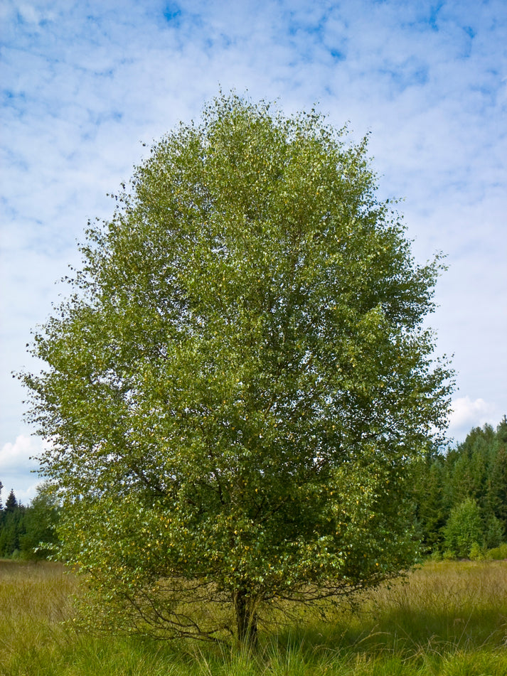Downy Birch Birch (Betula pubescens) – Sejahtera Seeds and Bulbs