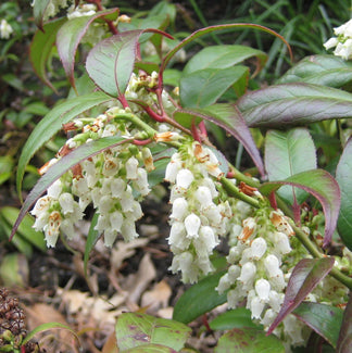 Dog Hobble Highland Doghobble (Leucothoe fontanesiana) – Sejahtera ...