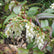 Dog Hobble Highland Doghobble (Leucothoe fontanesiana) – Sejahtera ...