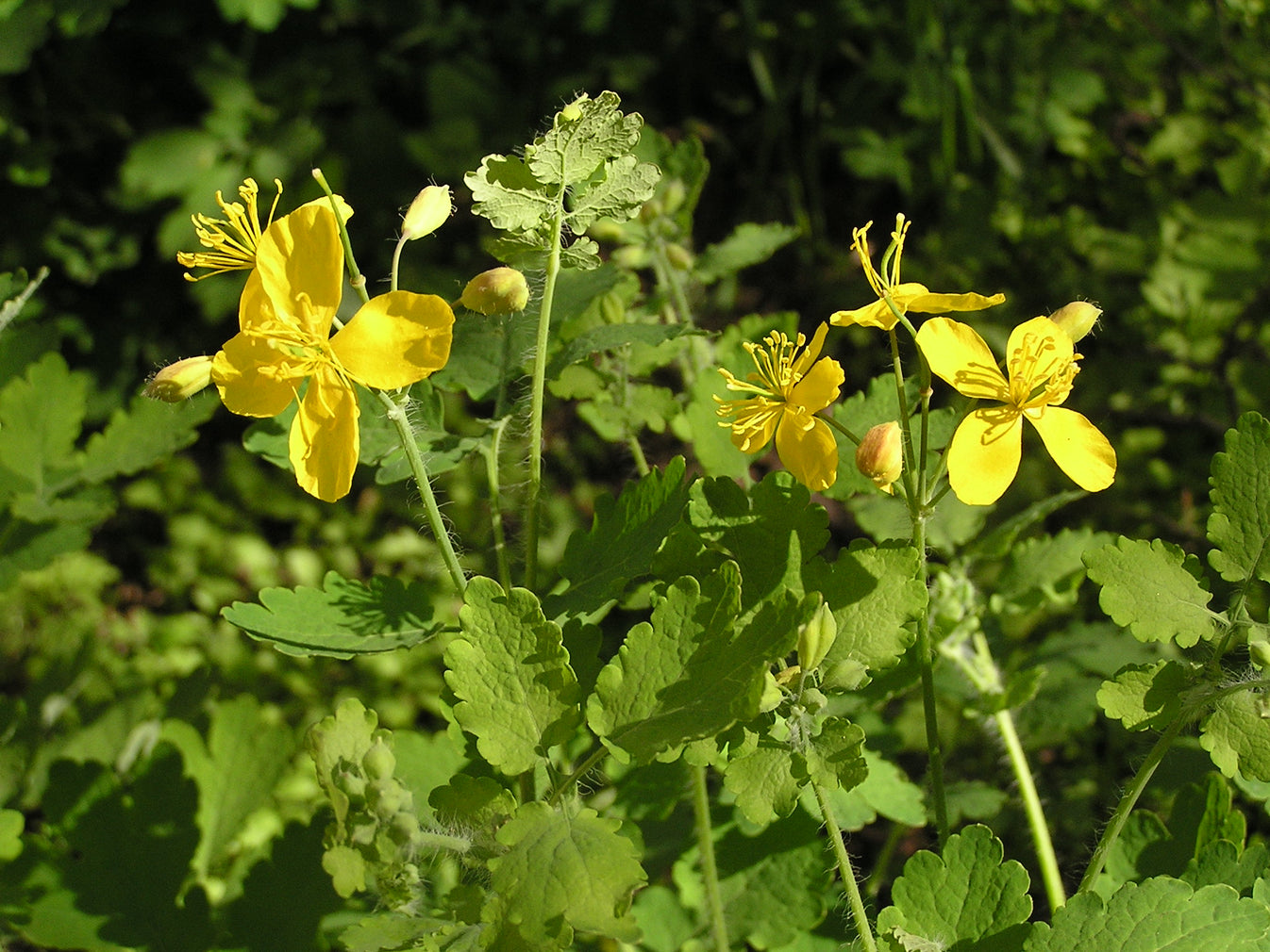 Celandine Greater Celandine Swallow Wort (Chelidonium majus ...