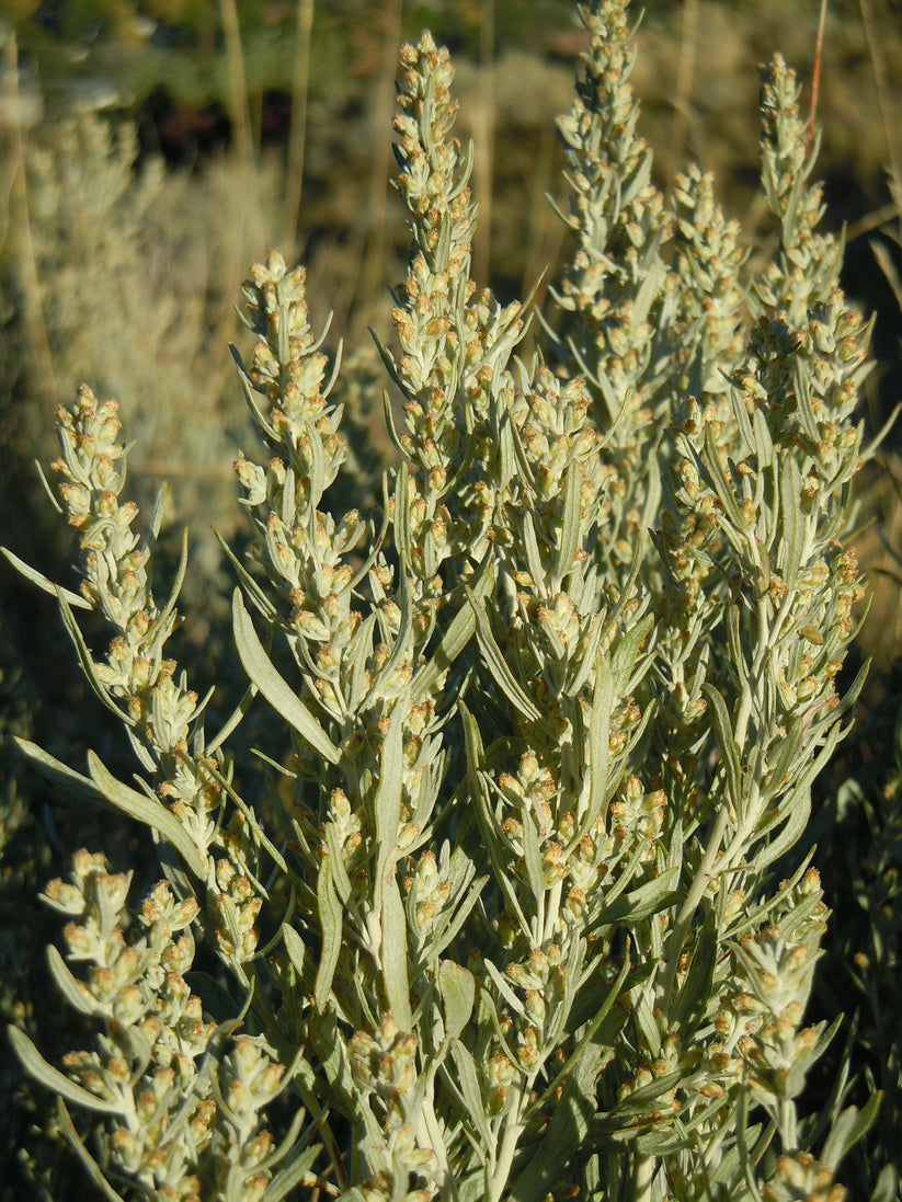 Dwarf Sagebrush Hoary Wormwood Sticky Sagebrush (Artemisia cana ...