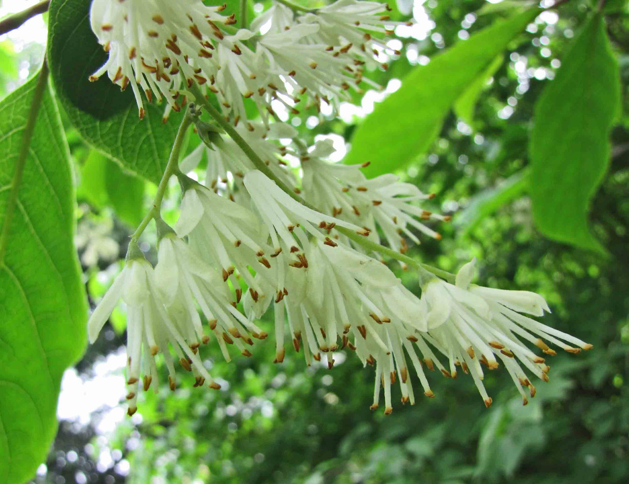 Little Epaulette Tree (Pterostyrax corymbosus) – Sejahtera Seeds and Bulbs