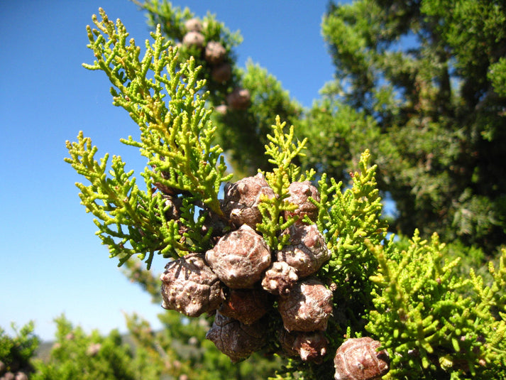 Forbes Tecate Cypress (Hesperocyparis forbesii) – Sejahtera Seeds and Bulbs