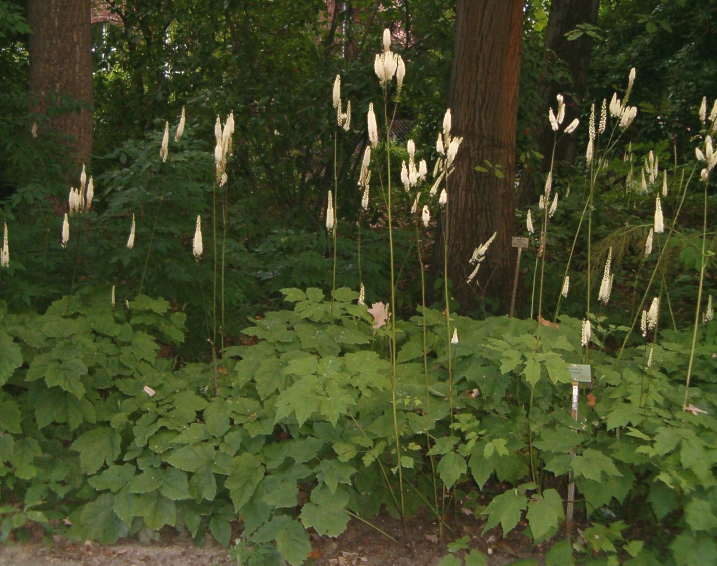 Black Snake Root Foetid Bugbane (Actaea cimicifuga) – Sejahtera Seeds ...