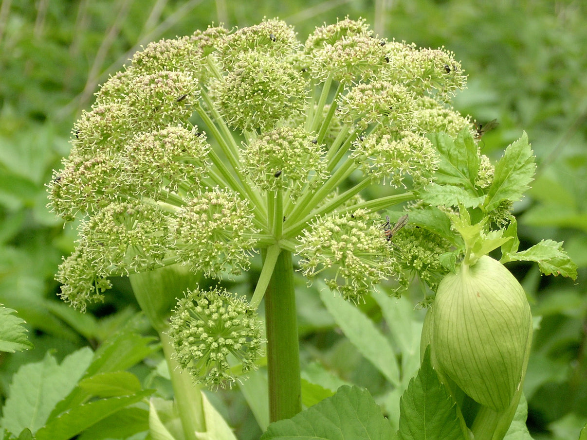 Angelica Archangel Norwegian Angelica Parship (Angelica archangelica ...